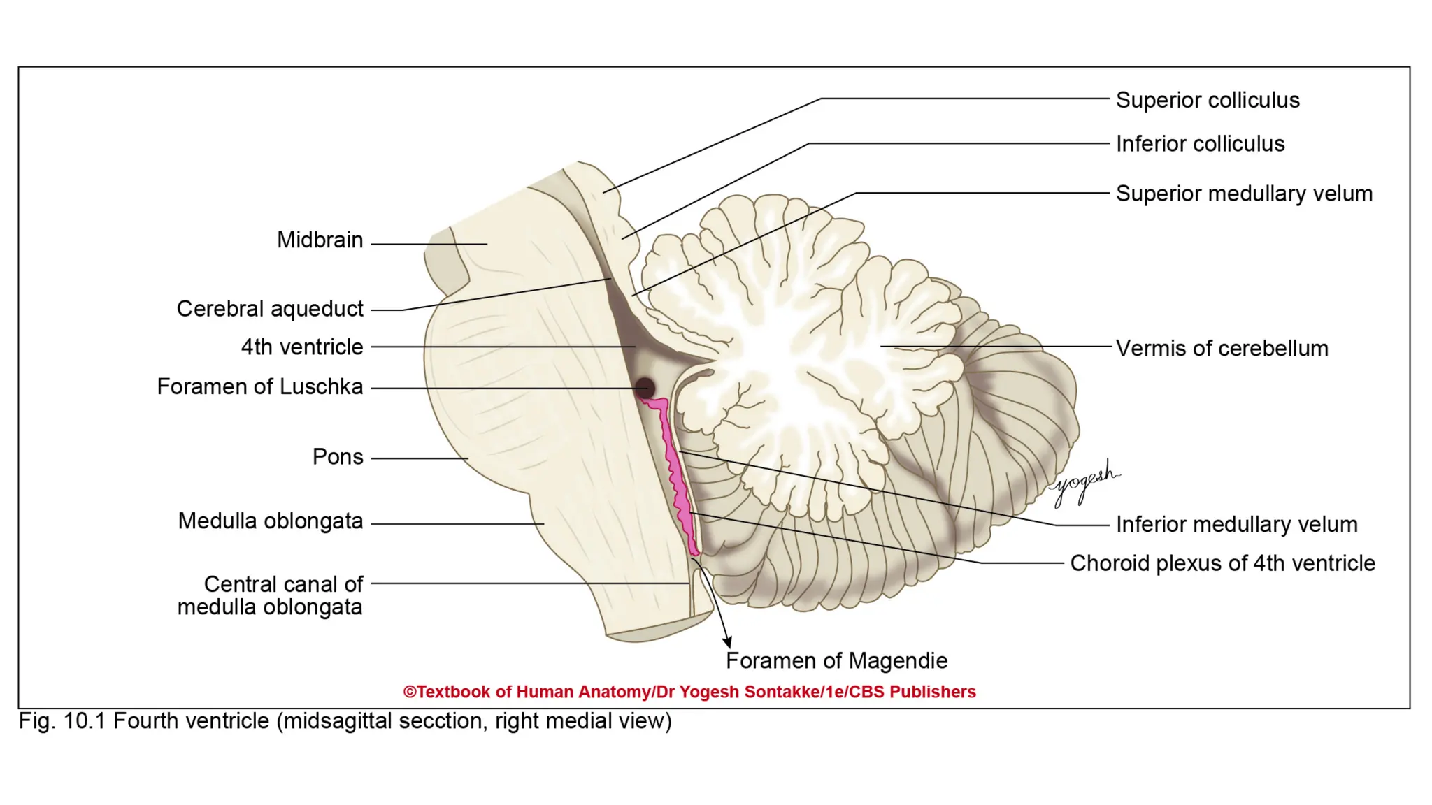Fourth Ventricle anatomy ppt mbbs 1st year | PDF