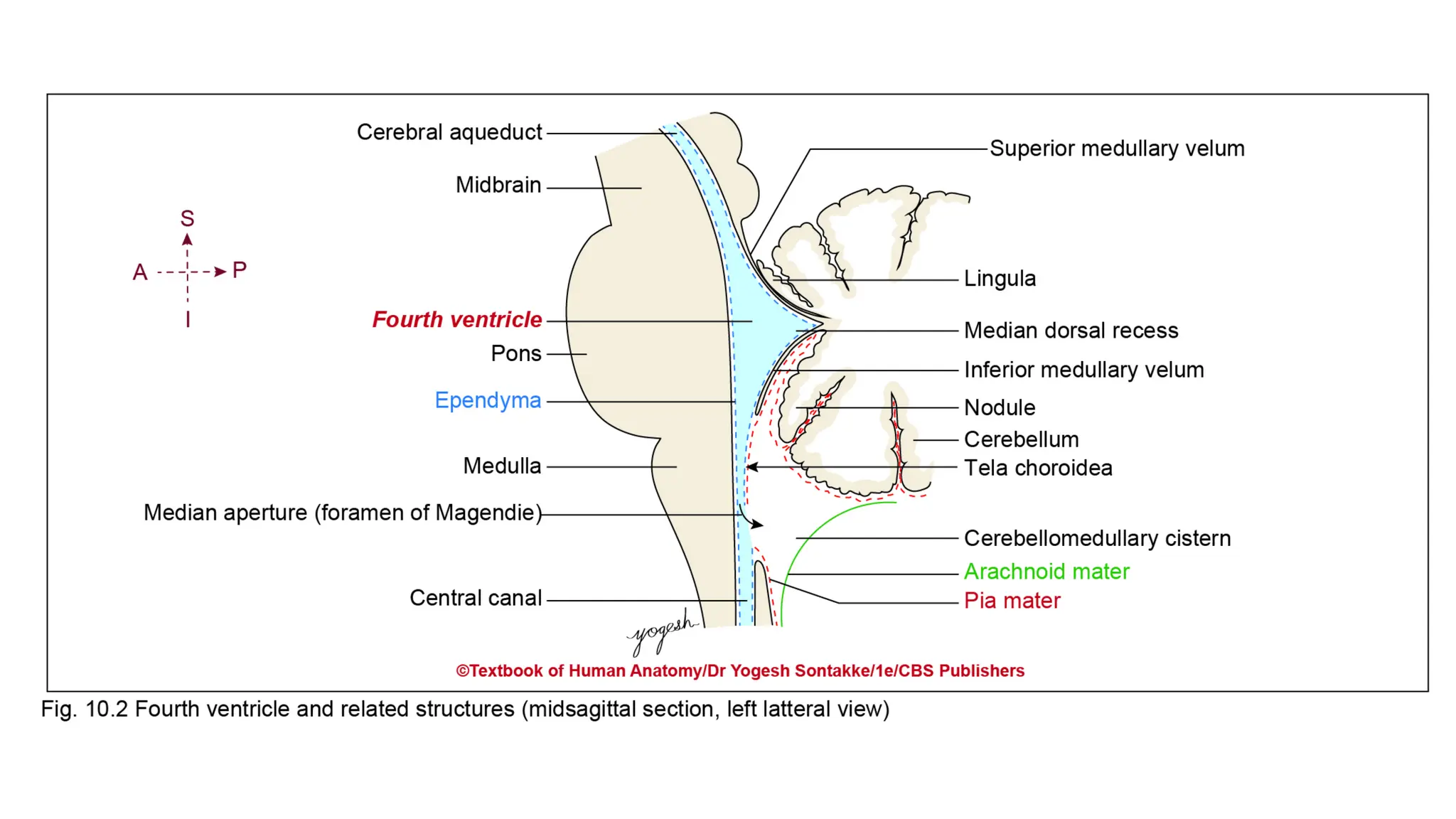 Fourth Ventricle anatomy ppt mbbs 1st year | PDF