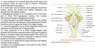 Fourth Ventricle anatomy ppt mbbs 1st year | PDF