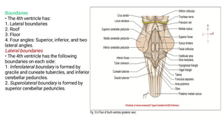Fourth Ventricle anatomy ppt mbbs 1st year | PDF