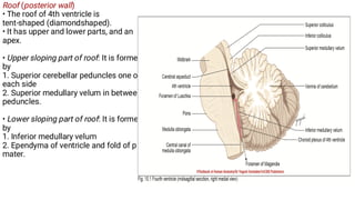 Fourth Ventricle anatomy ppt mbbs 1st year | PDF