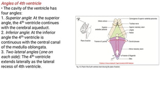 Fourth Ventricle anatomy ppt mbbs 1st year | PDF