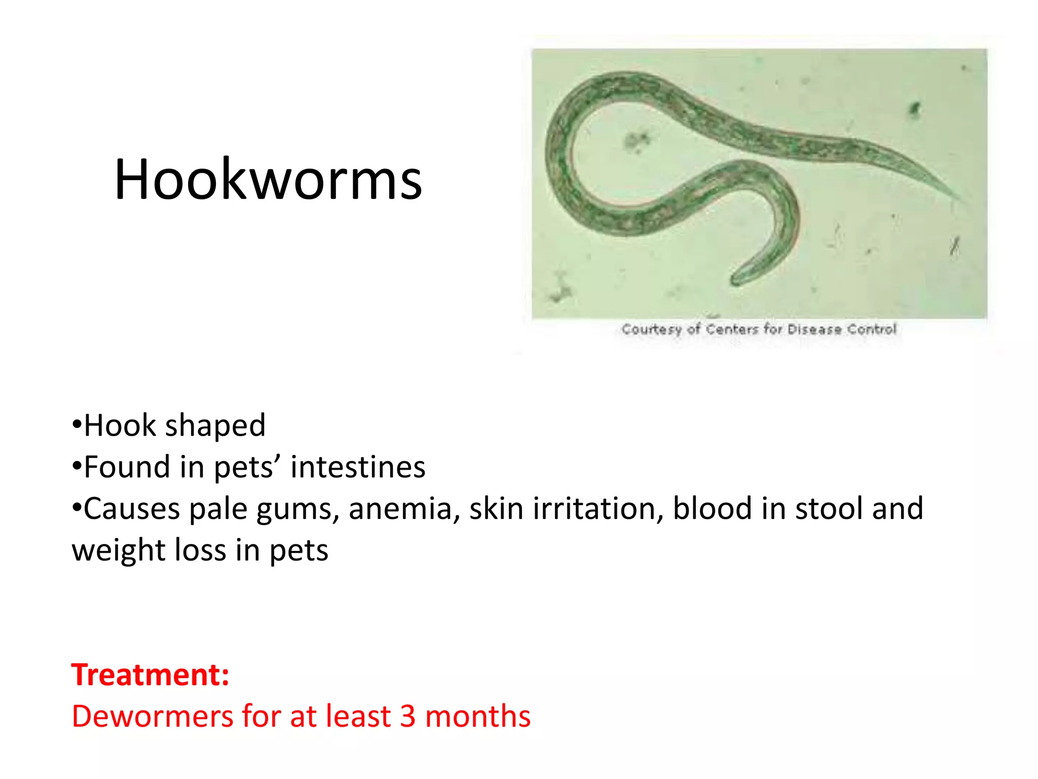 Five types of dog worms | PPT