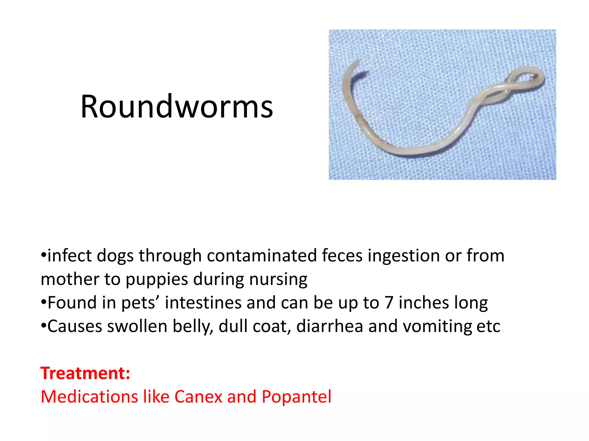 Five types of dog worms | PPT