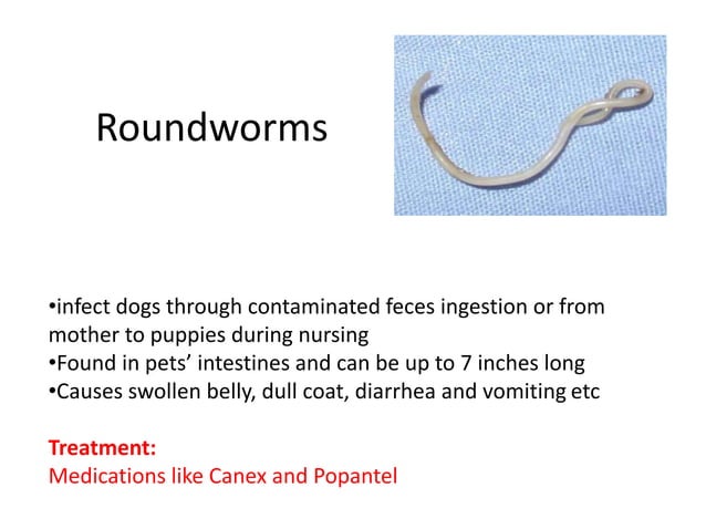 Five types of dog worms | PPT