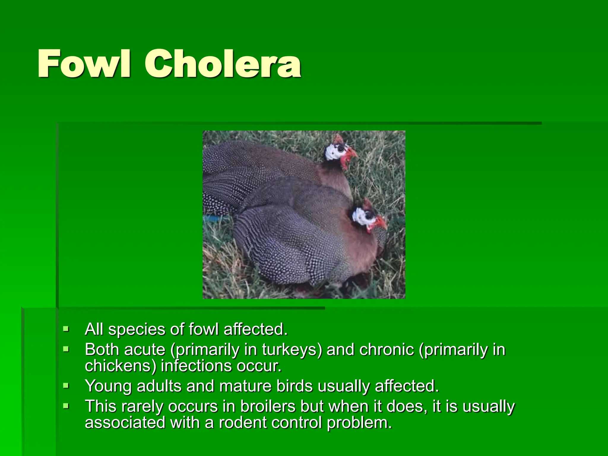 Fowl Cholera is acute infectious disease | PPT