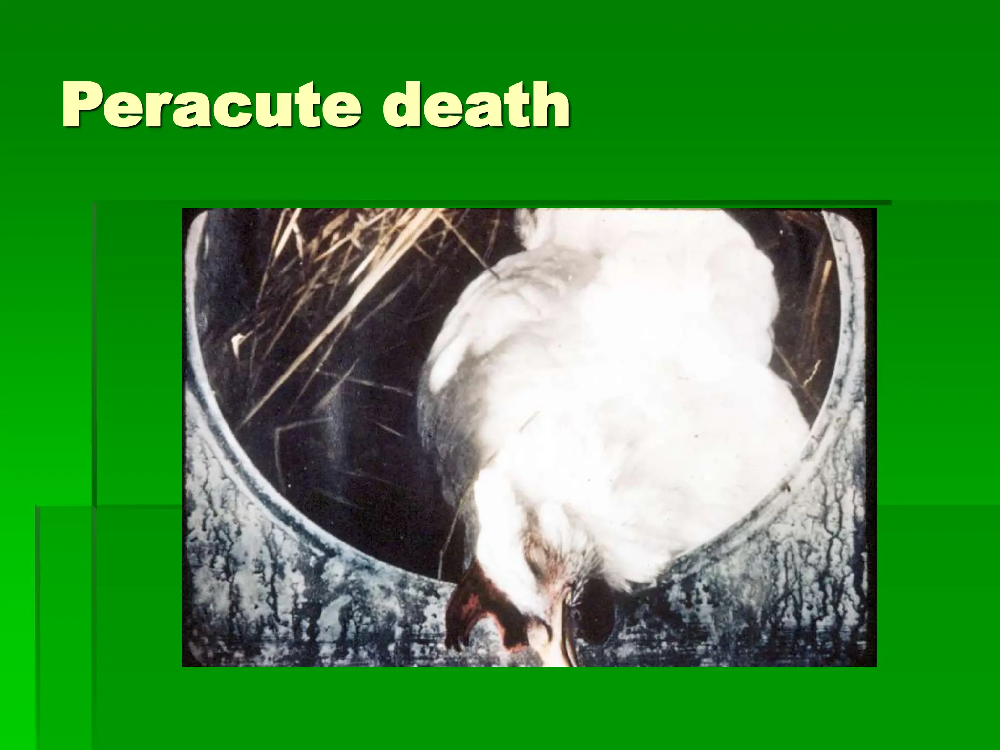 Fowl Cholera is acute infectious disease | PPT