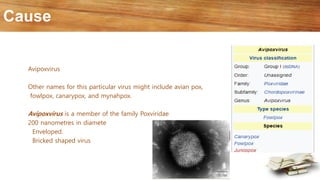 Fowl pox | PPTX
