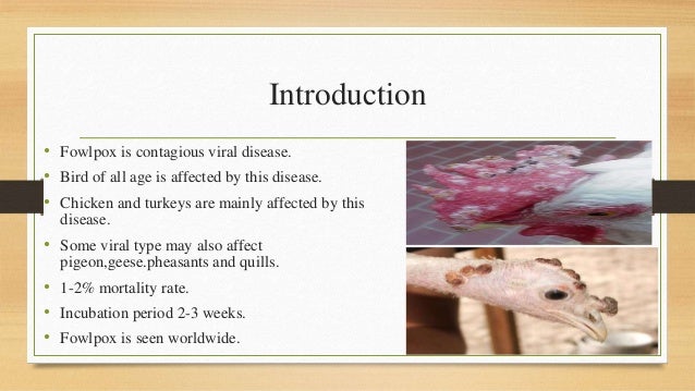 Fowl pox and treatment