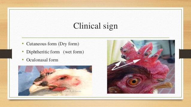 Fowl pox and treatment