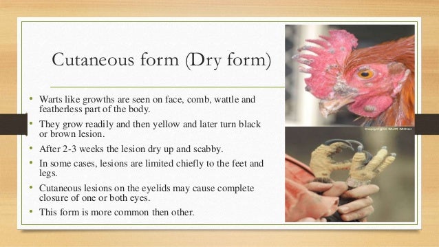 Fowl pox and treatment