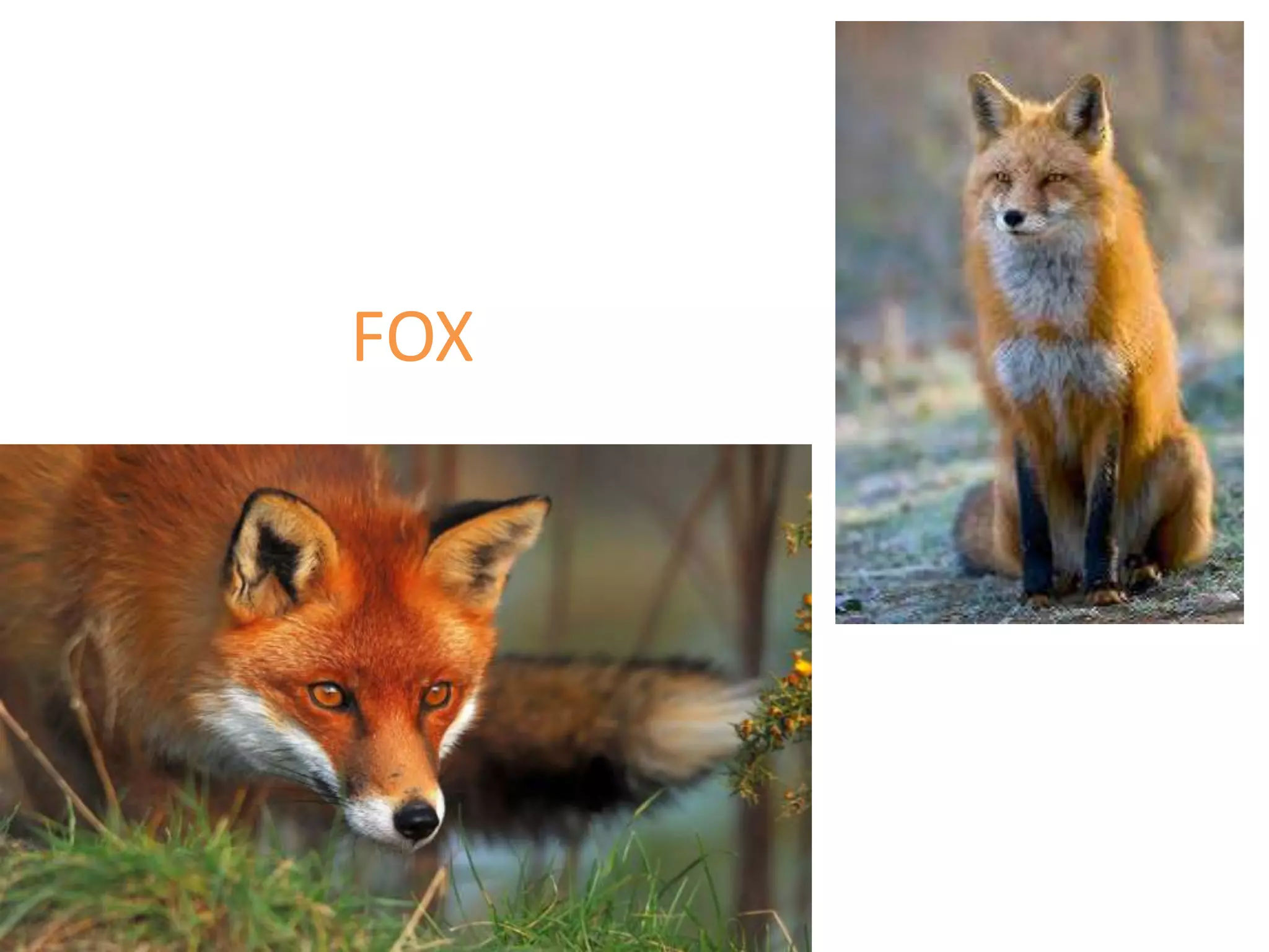 Fox | PPT