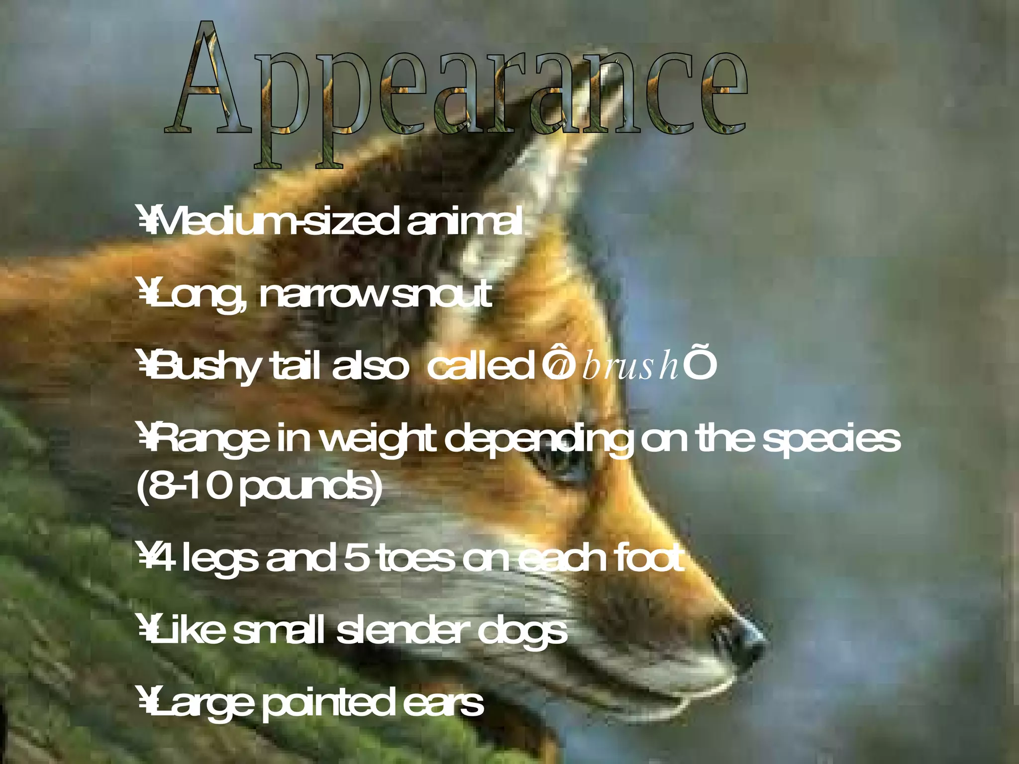 Foxes | PPT