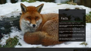 Foxes | PPTX