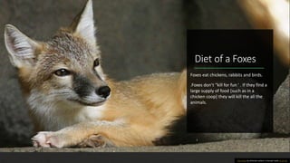Foxes | PPTX