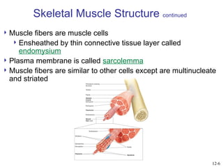 Fox muscles | PPT
