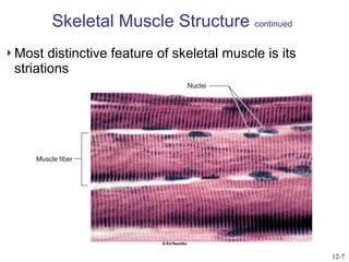 Fox muscles | PPT