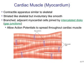 Fox muscles | PPT