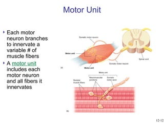 Fox muscles | PPT