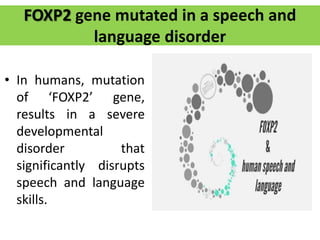 FOXP2 gene mutated in a speech and language disorder | PPTX