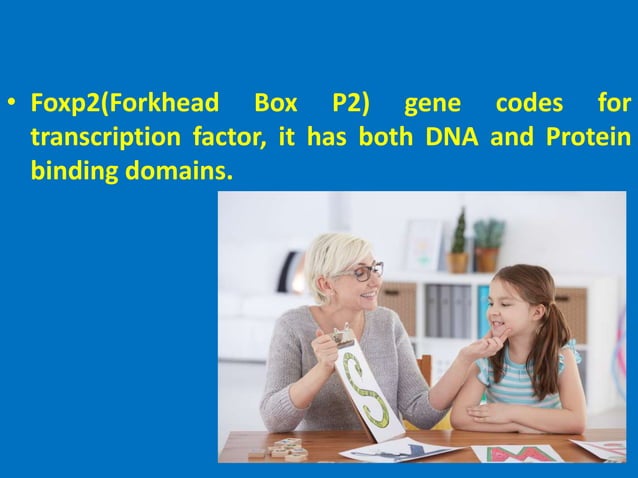 FOXP2 gene mutated in a speech and language disorder | PPT