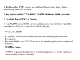 Foxp2 role in cancer | PPT