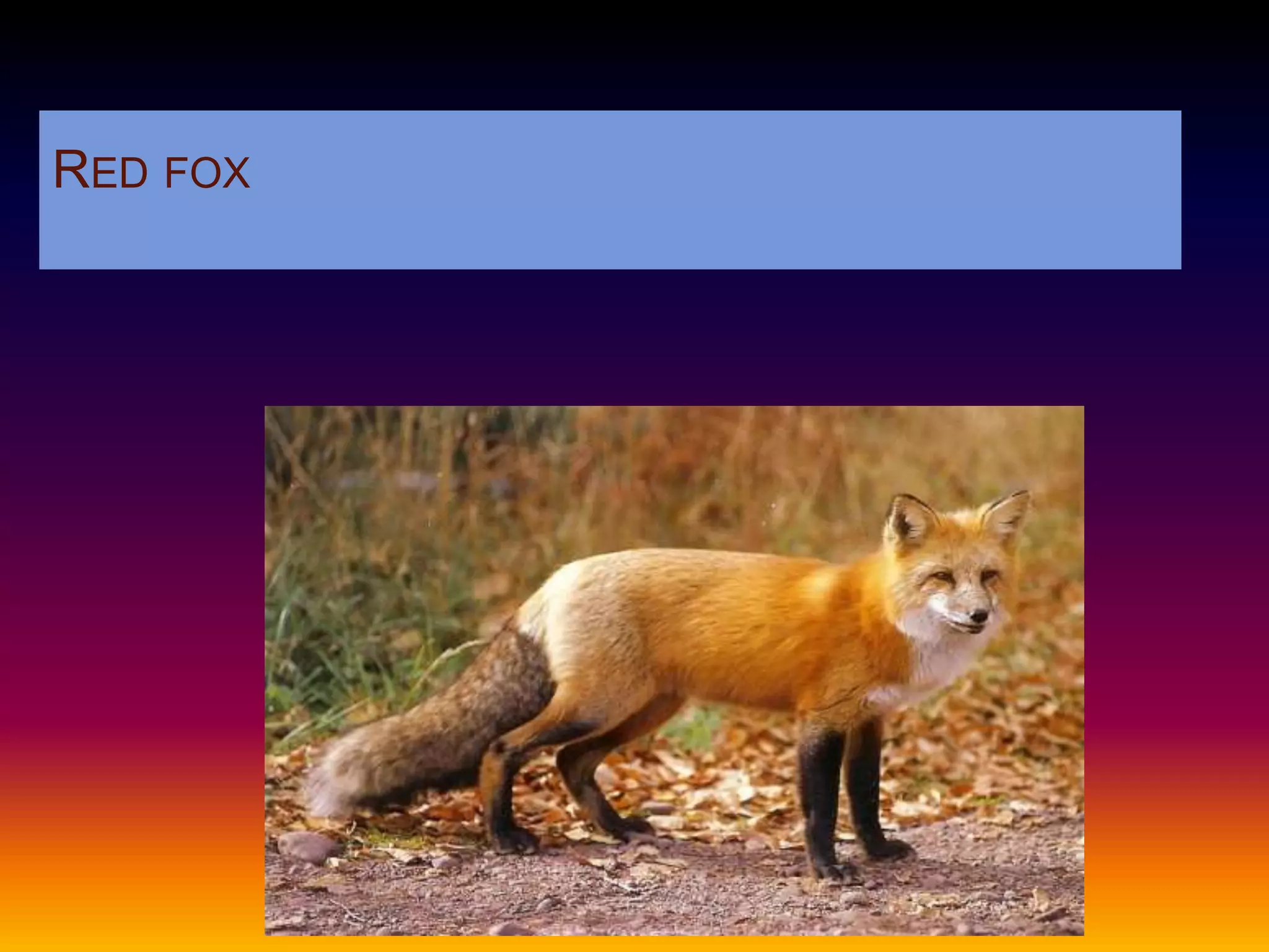 Fox powerpoint | PPTX