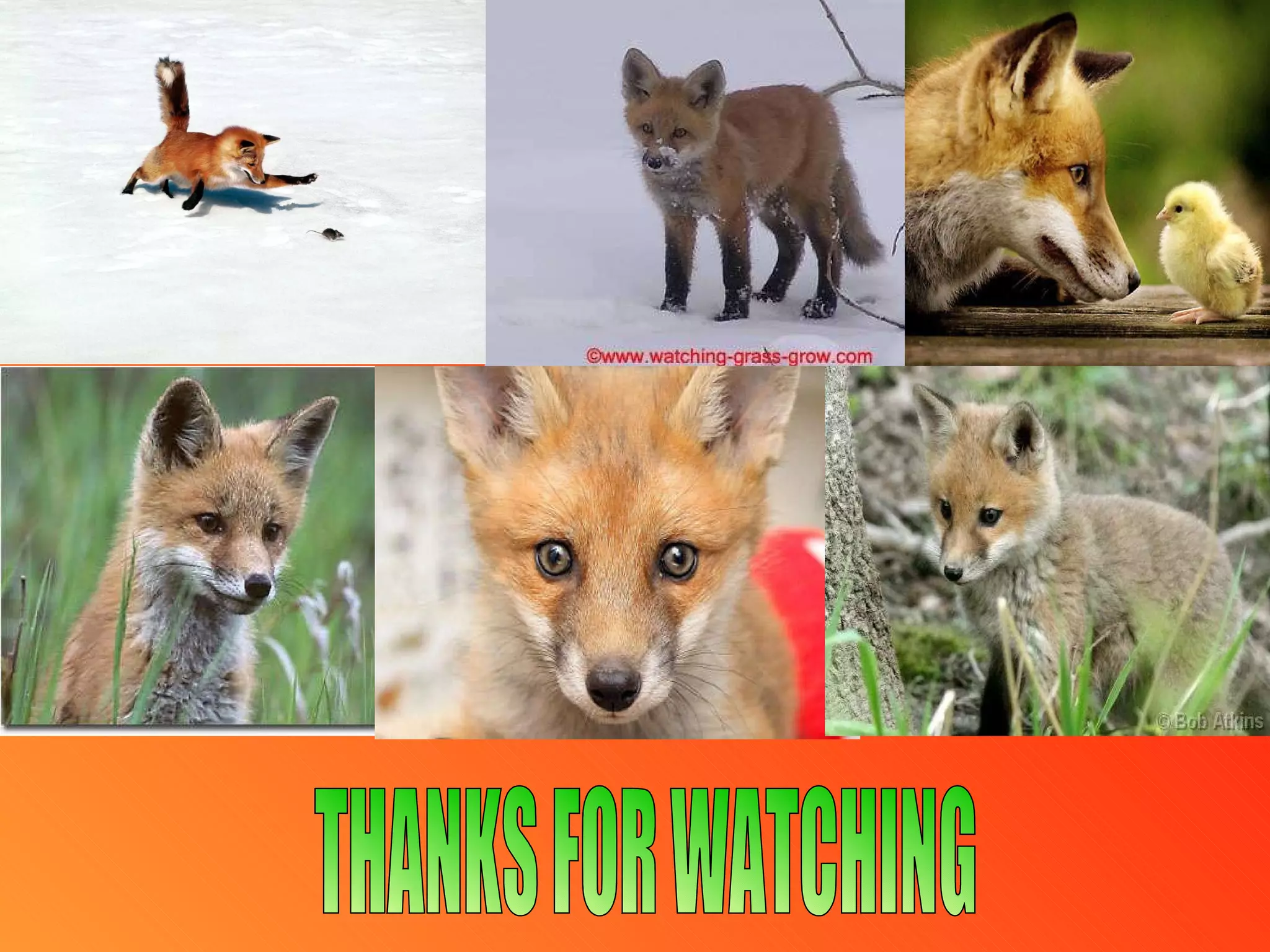Fox Presentation | PPT