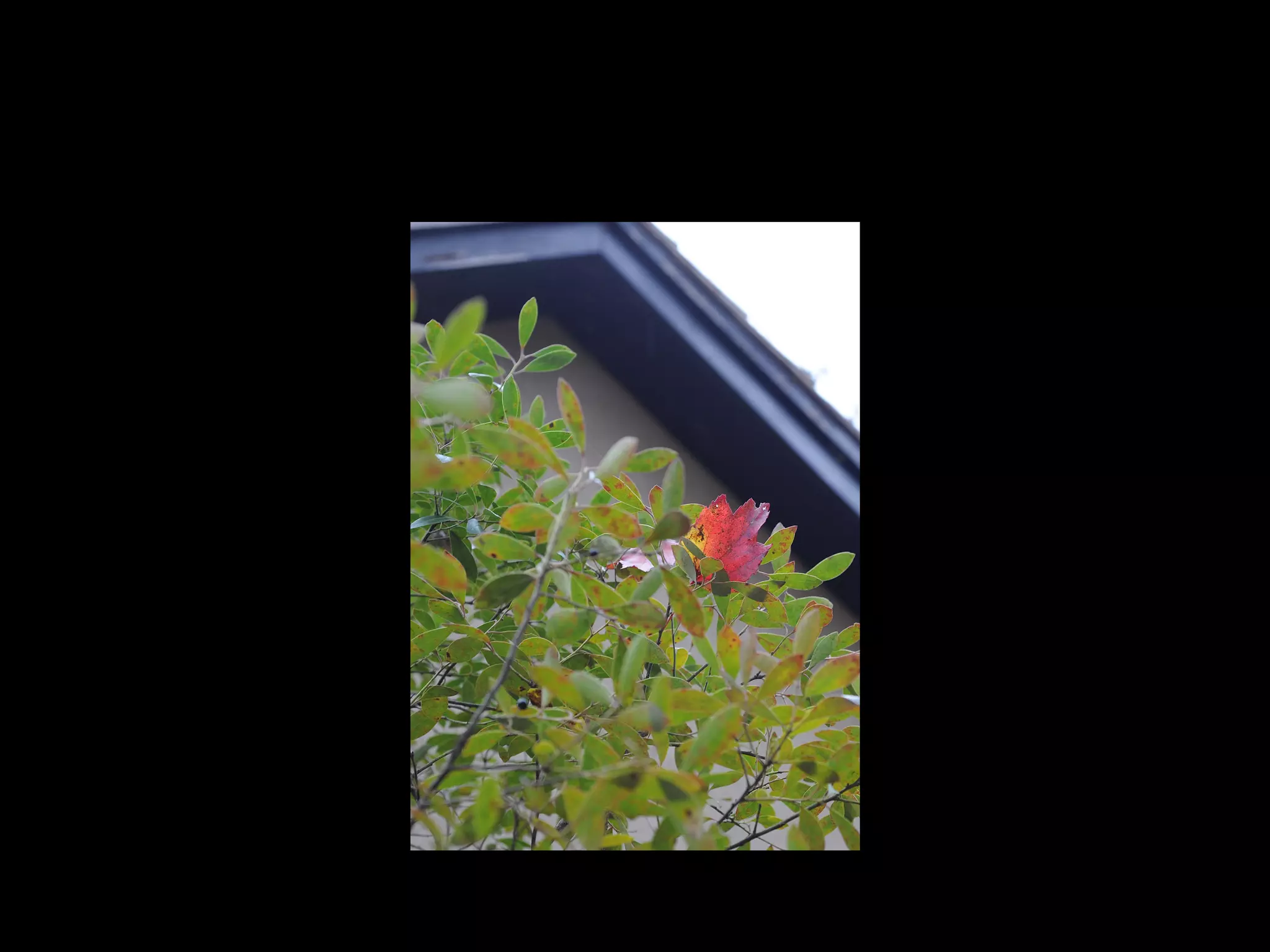 Fox slide show | PPT