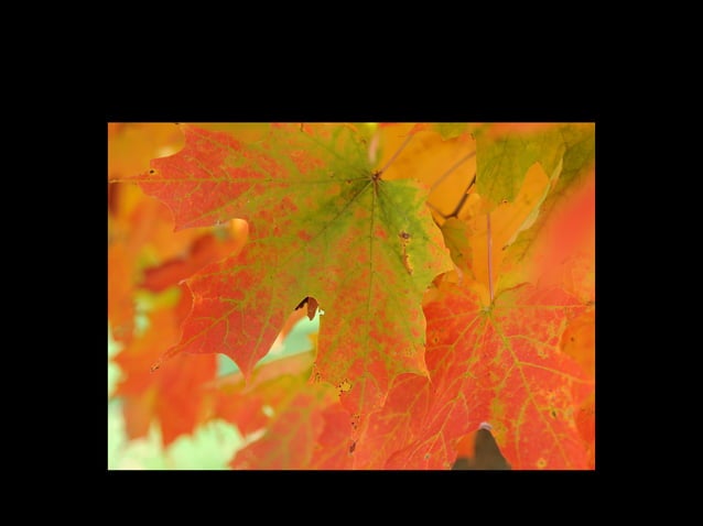 Fox slide show | PPT