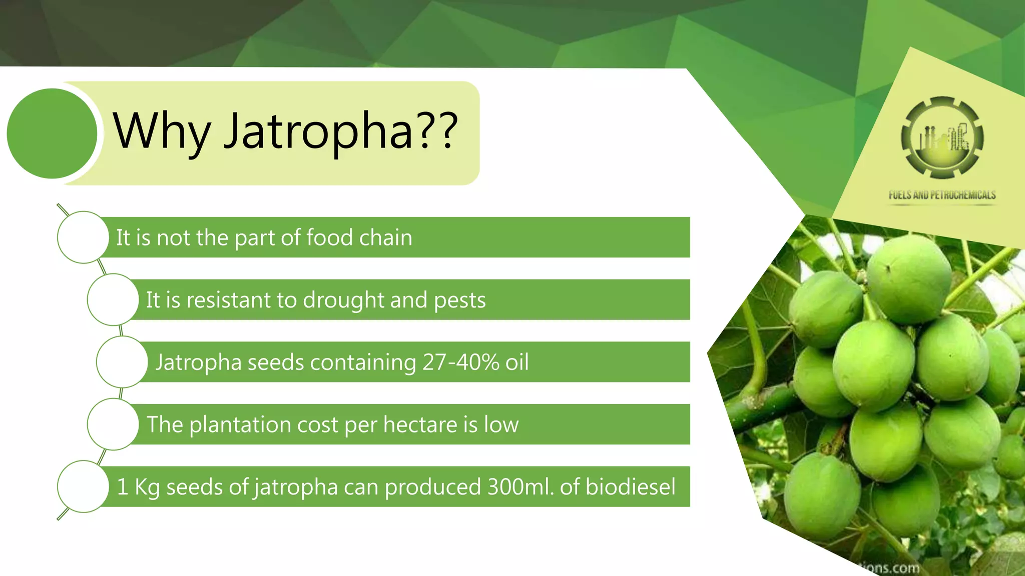 Production of Bio-diesel from Jatropha | PPTX