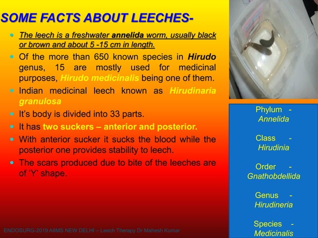 Leech and Leech therapy :scientific overview and its application | PDF ...