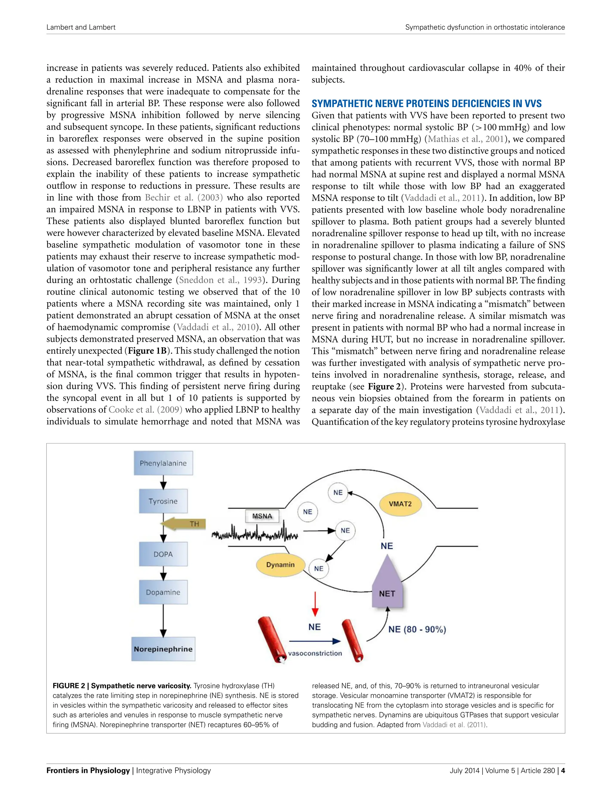 Sympathetic dysfunction in vasvogal syncope and the postural ...