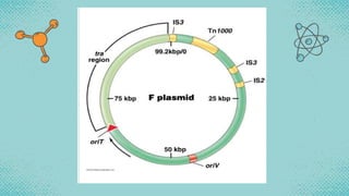F plasmid | PPTX