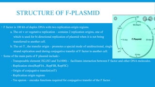 F plasmid | PPT