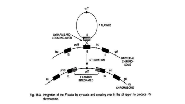 F plasmid organisation | PPT