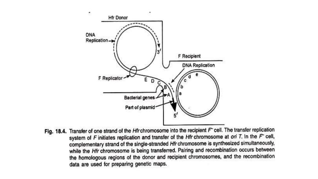 F plasmid organisation | PPT