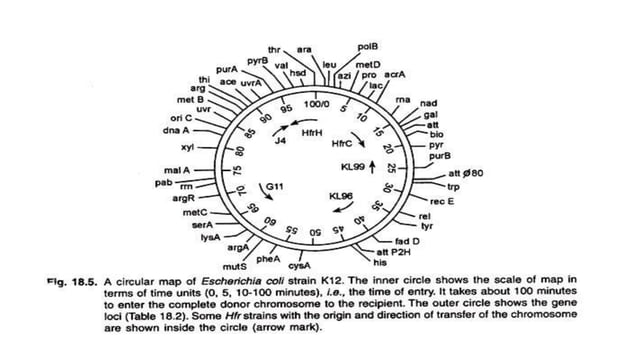 F plasmid organisation | PPT