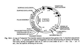 F plasmid organisation | PPTX