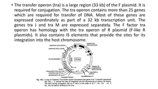 F plasmid organisation | PPT