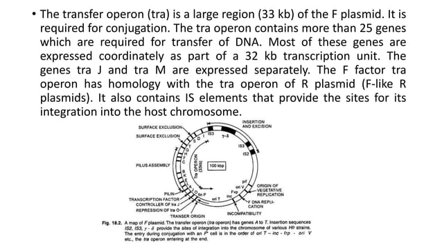 F plasmid organisation | PPT