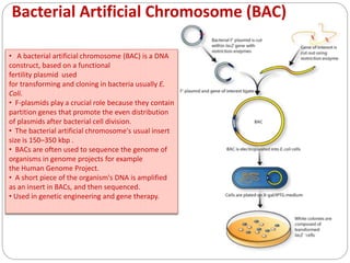 F Plasmid PPT | PPTX