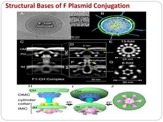 F Plasmid PPT | PPTX