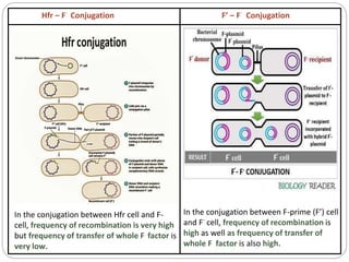 F Plasmid PPT | PPT