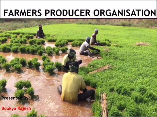 Farmer producer organization | PPTX | Agriculture | Industries