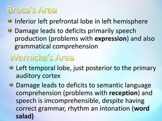 Cerebral lateralisation | PPTX