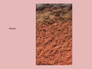 Fpt 2093 soil_science_week_10_soil_taxonomy | PPT