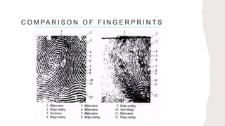Friction Ridge characteristics and comparison of Fingerprints.pptx