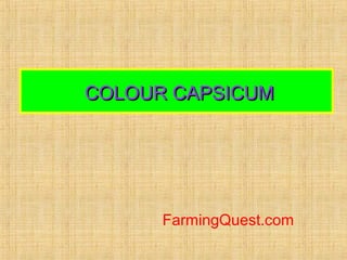 Fq.com polyhouse-colored capsicum.ppt