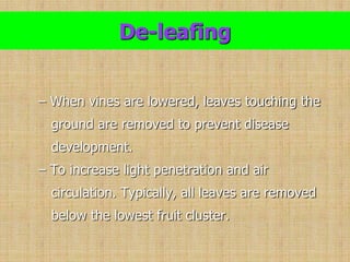 Fq.com-polyhouse cultivation-tomatoes. | PPT